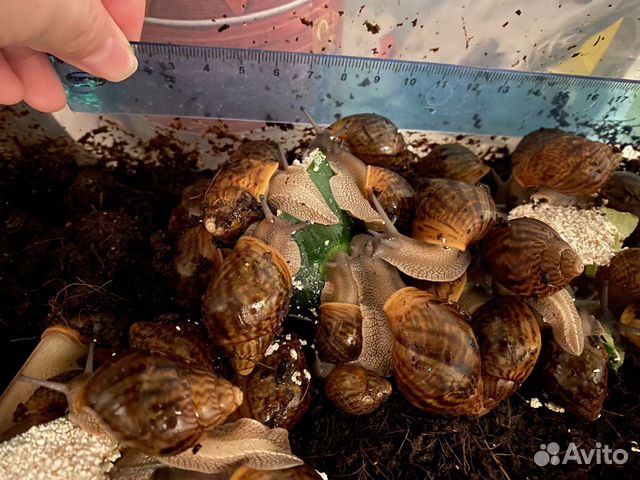 Ахатина тигр