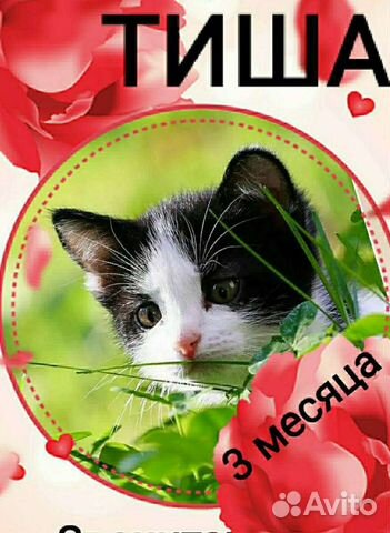 Котенок Тиша