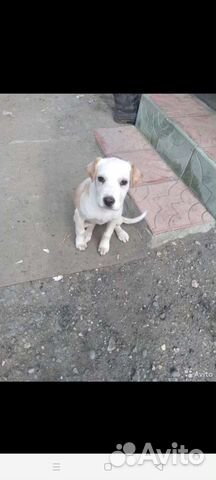 Собака в добрые руки отдам бесплатно