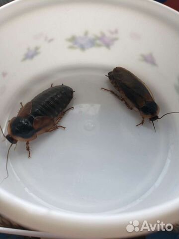 Аргентинский таракан