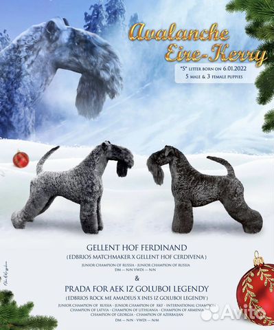 Высокодоходные щенки Керри блю терьера