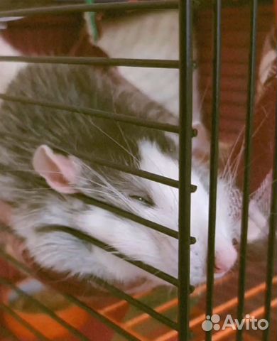 Отдам бесплатно двух крысов с клеткой и кормом