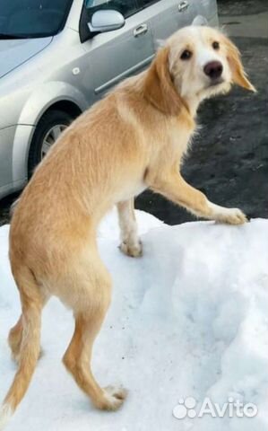 В добрые руки