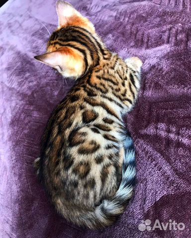 Бенгальская