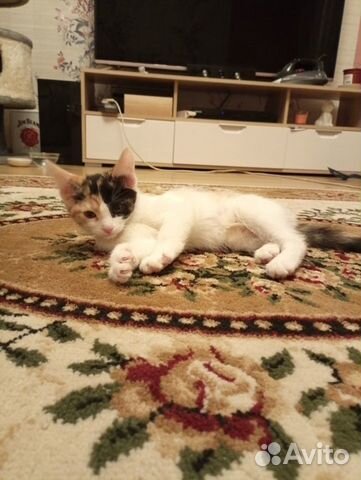 Котёнок,девочка 3 месяца, пристрою