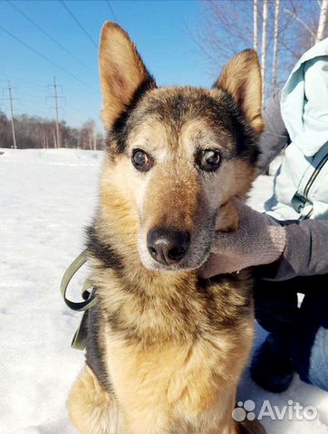 Полуслепой старичок ищет дом