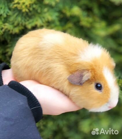 Морская свинка тедди американский