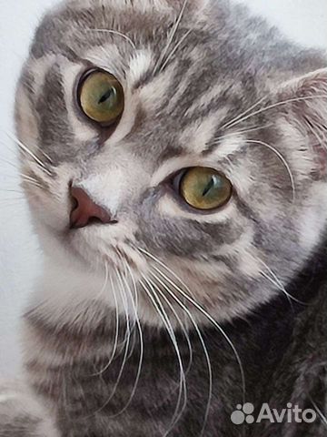 Котенок мальчик Лаки 5, 5мес привит домашний