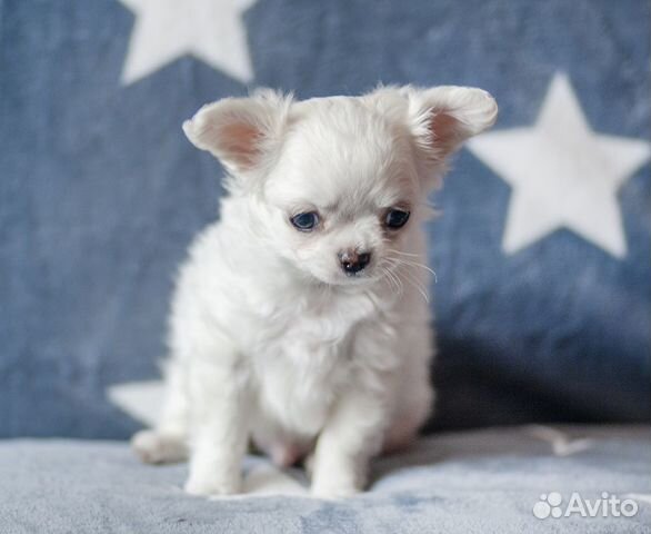 Мальчик чихуахуа белоснежный милаш