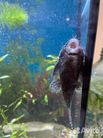 Рыба анцитрус