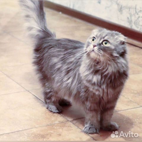 Шотландская вислоухая кошечка в добрые руки