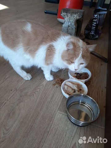 Рыжий кот в добрые руки