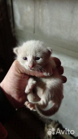 Котята в добрые руки бесплатно