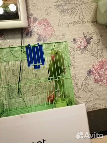 Певчие птицы