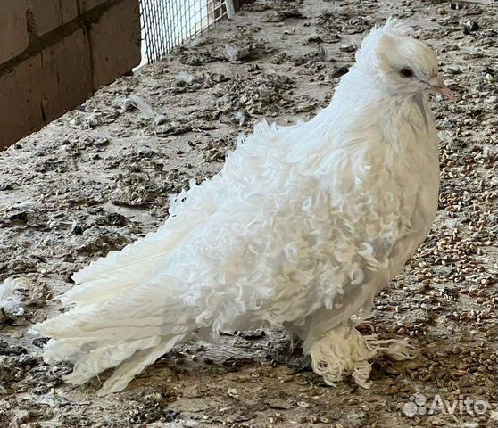 Венгерской кучерявые
