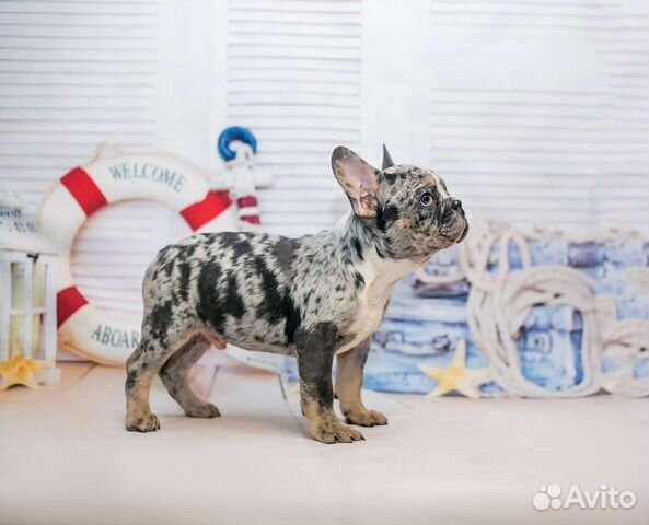 Джейс Бонд - мальчик Мерле