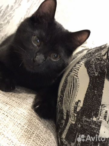 Ищет дом очень умный и красивый черный котенок