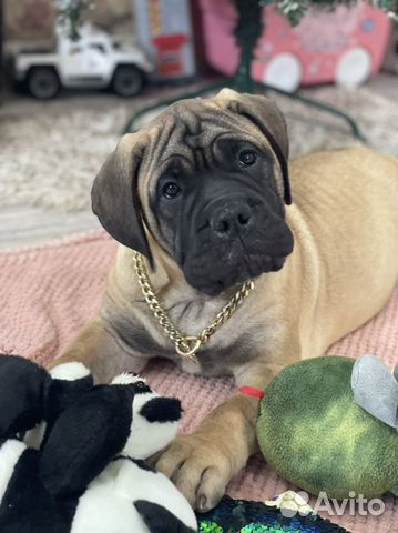 Бульмастиф мальчик