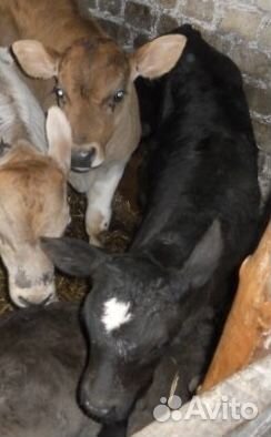 Телята (бычок и телочка) 2 месяца