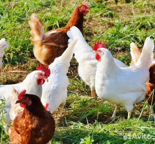 Куры-несушки