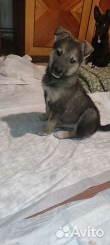 Лайка помесь Мальчики и девочки