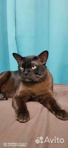 Бурманская кошка