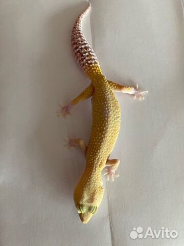 Геккон эублефар