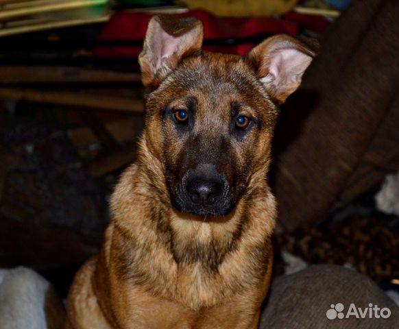 Щенок ищет семью