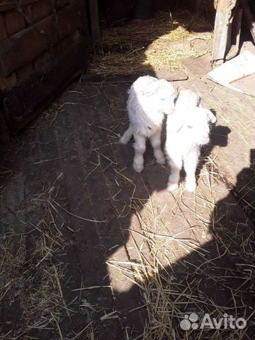 Зааненские козлята