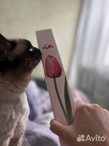 Прошу вернуть моего кота 21.03.2022