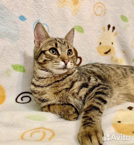 Котенок Лео в самые добрые руки