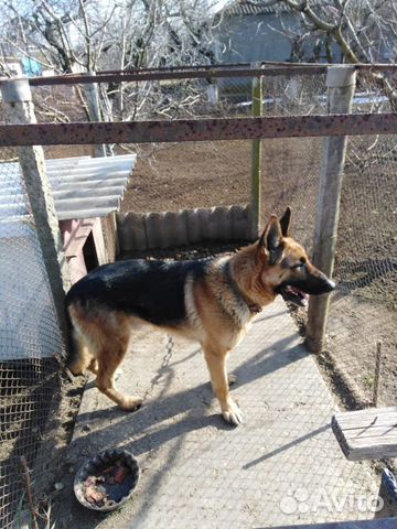 Собака немецкая овчарка