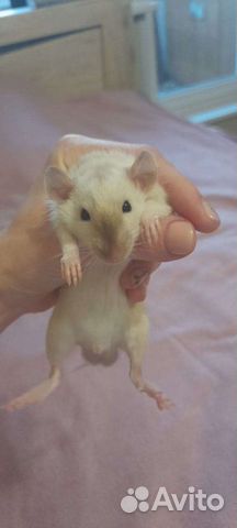 Крыса сиамская 2 мес