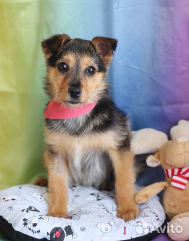 Крошка Фортуна