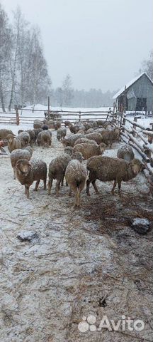 Овцы мериносы