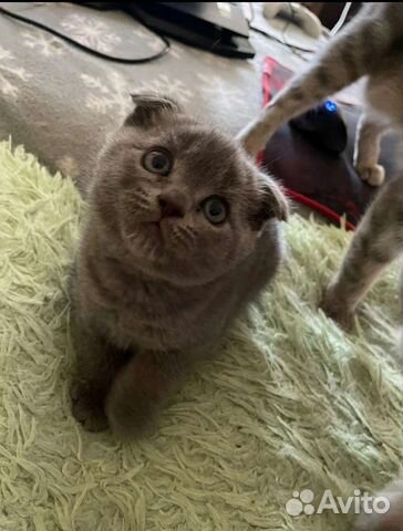 Британские вислоухие котята