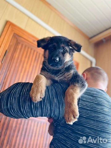 Щенки немецкой овчарки чистокровные