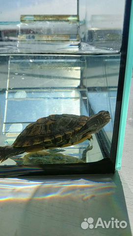 Красноухая черепаха с аквариумом
