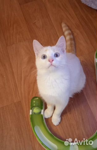 Молодой котик Мироша в добрые руки