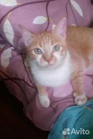 Плюшевая по сути и по характеру кошка Рыжка