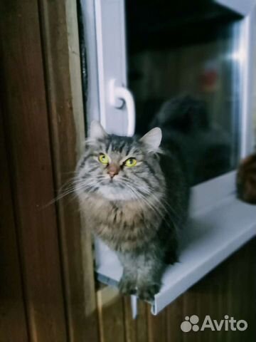 Кошечка Нюся 3 года