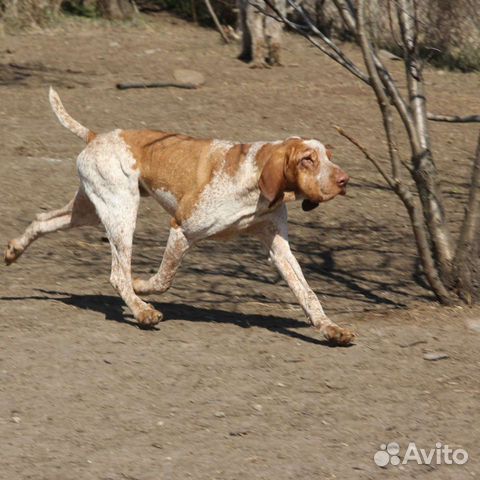 Кобели Итальянского Бракка