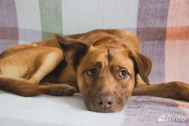 Подросток Рон в дар