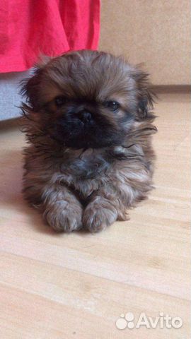 Щенки пекинеса