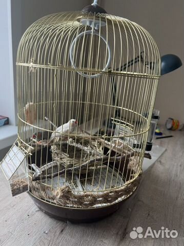 Птицы амадины