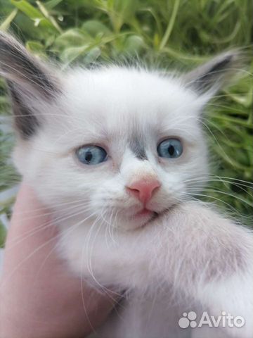 Рэгдолл котята