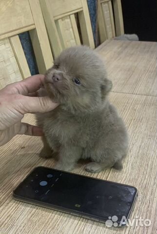 Померанец редкий лиловый с подпалом Легран