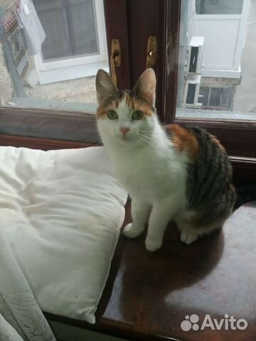 Кошки в добрые руки