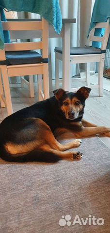 Собака в добрые руки