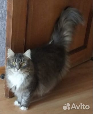Кошечка в добрые руки